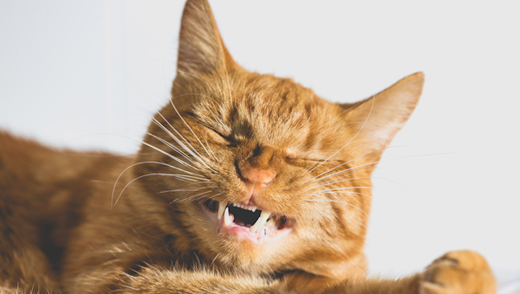 Cats & Cavities: Symptoms, Causes, & Treatments - CatTime
