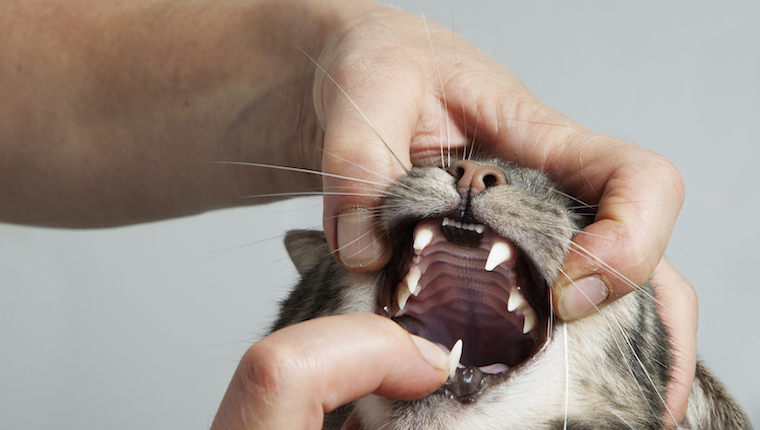 Cats & Cavities: Symptoms, Causes, & Treatments - CatTime