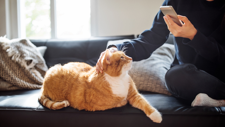Cat Photos: How To Take The Best Pictures Of Your Feline - CatTime