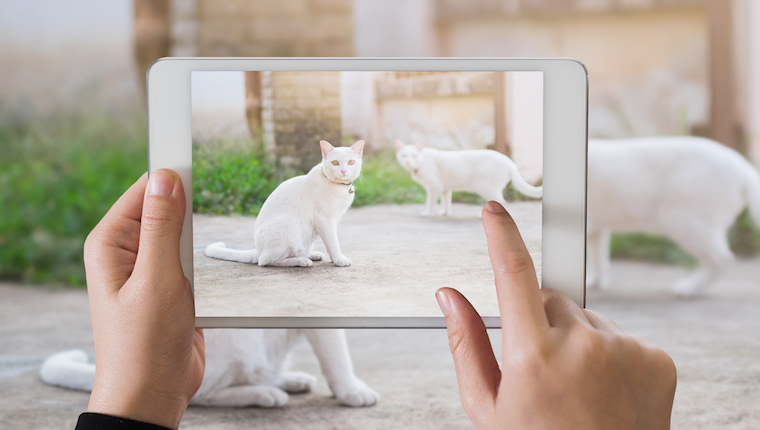 Cat Photos: How To Take The Best Pictures Of Your Feline - CatTime