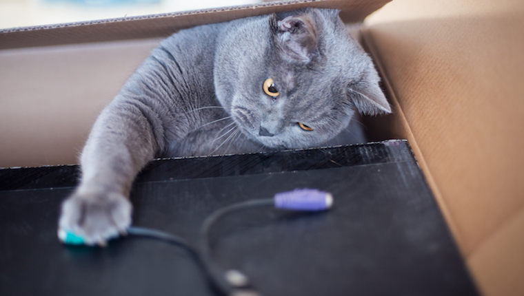 How To Keep Your Cat Safe From Cords, Wires, & Cables - CatTime