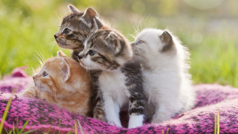 Top 10 Most Popular Girl Cat Names-And A Few More Ideas! - CatTime