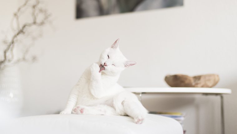 Top 10 Most Popular Boy Cat Names–And A Few More Ideas! - CatTime