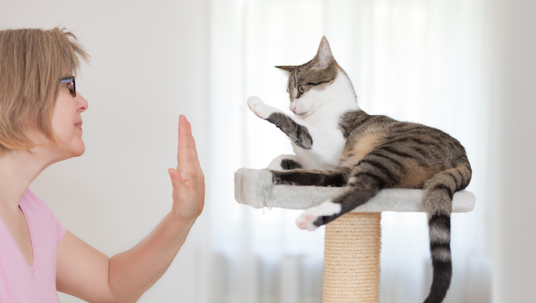 5 Easy, Impressive Tricks & Commands You Can Teach Your Cat To Do ...