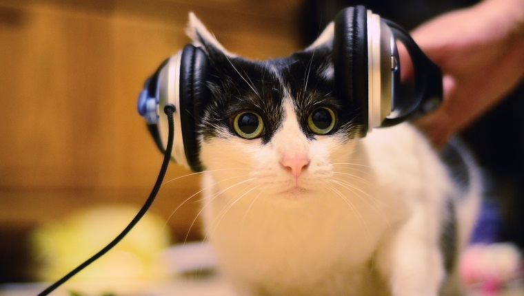 5 Of The Best Paw-some Podcasts For Cat Lovers - CatTime