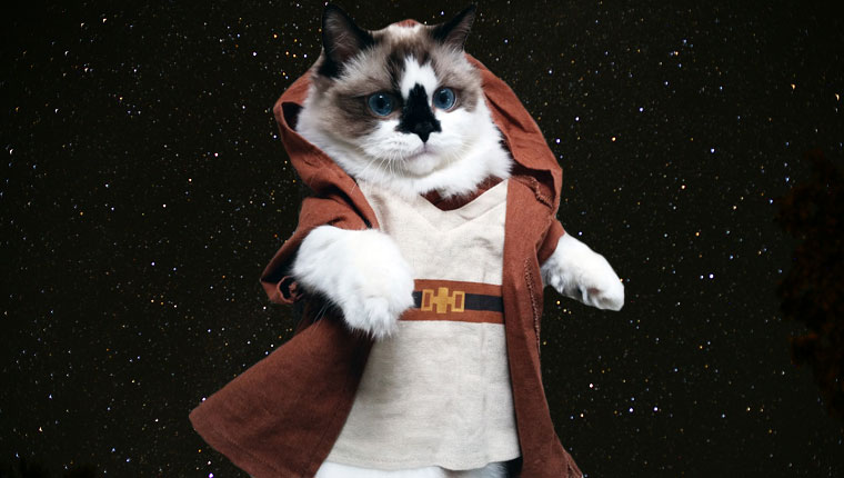 Disney Artists Draw Star Wars Characters With Their Cats - CatTime