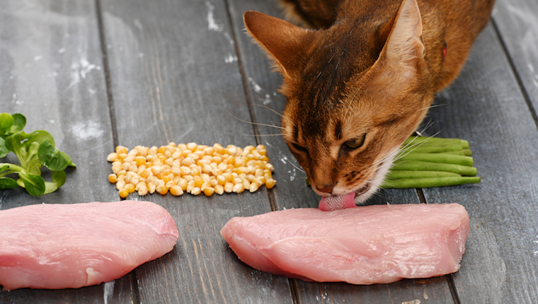 Can Cats Eat Corn? Is Corn Safe For Cats? - CatTime