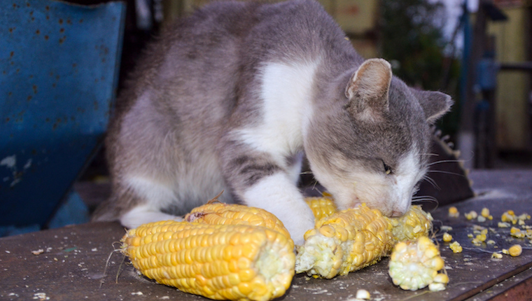 Can Cats Eat Corn? Is Corn Safe For Cats? - CatTime