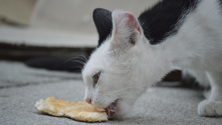 National Jerky Day: A Guide To Safely Feeding Your Cat Jerky - CatTime