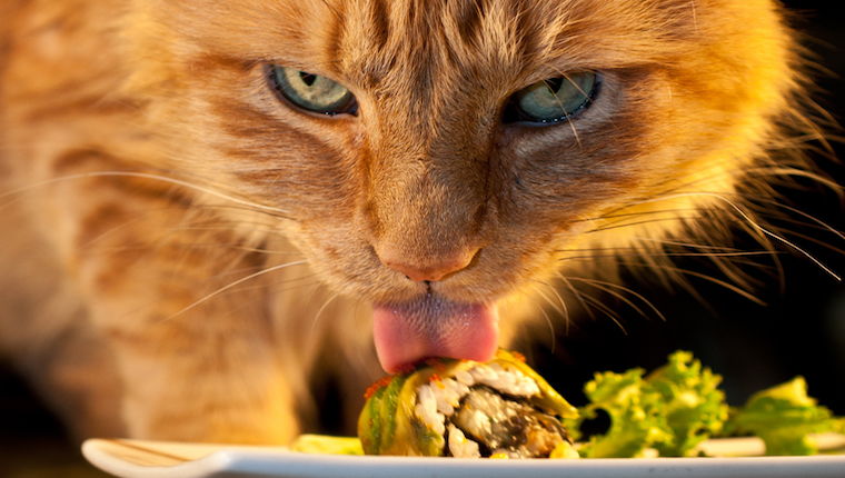 Holistic Pet Day: 10 Things You Can Add To Your Cat's Food For A Health ...