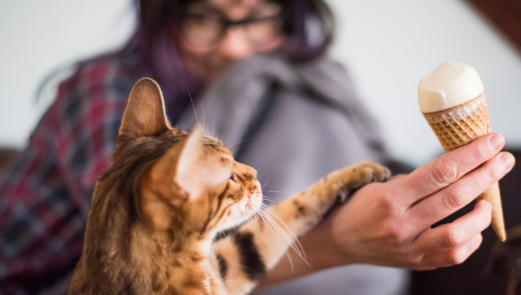 National Ice Cream Month: Can Cats Eat Ice Cream? Is Ice Cream Safe For ...