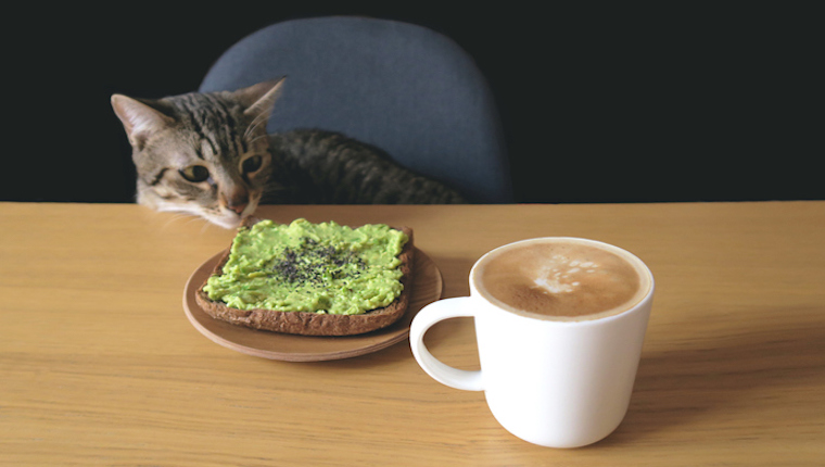 Can Cats Eat Bread? Is Bread Safe For Cats? - CatTime