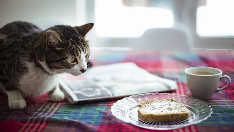 Can Cats Eat Bread? Is Bread Safe For Cats? - CatTime