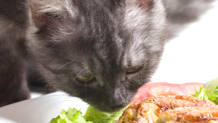 Can Cats Eat Chicken? Is Chicken Safe For Cats? - CatTime
