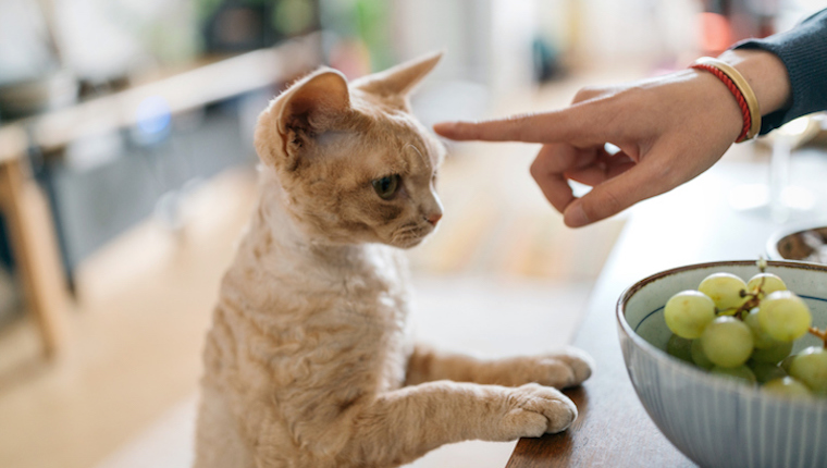 Can Cats Eat Grapes? Are Grapes Safe For Cats? - CatTime