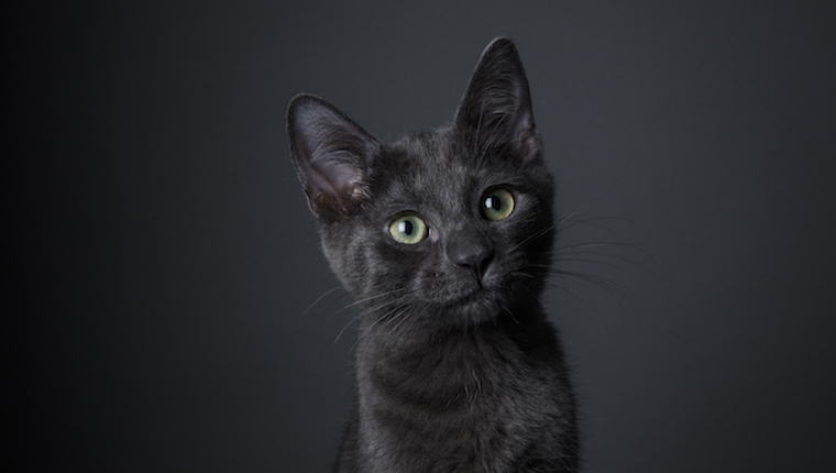 Black Cat Awareness Month: 6 Reasons To Adopt A Black Cat - CatTime