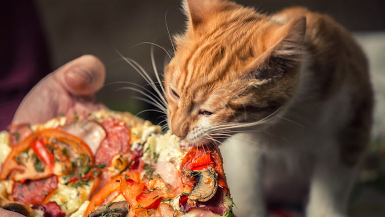 Can Cats Eat Pizza? Is Pizza Safe For Cats? - CatTime
