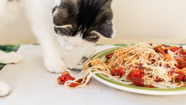 Can Cats Eat Pasta? Is Pasta Safe For Cats? - CatTime