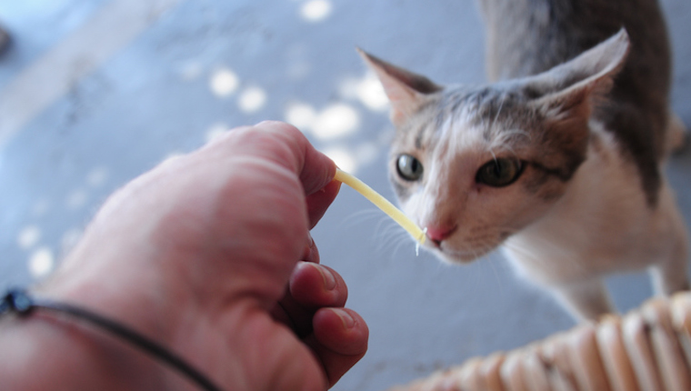 Can Cats Eat Pasta? Is Pasta Safe For Cats? - CatTime