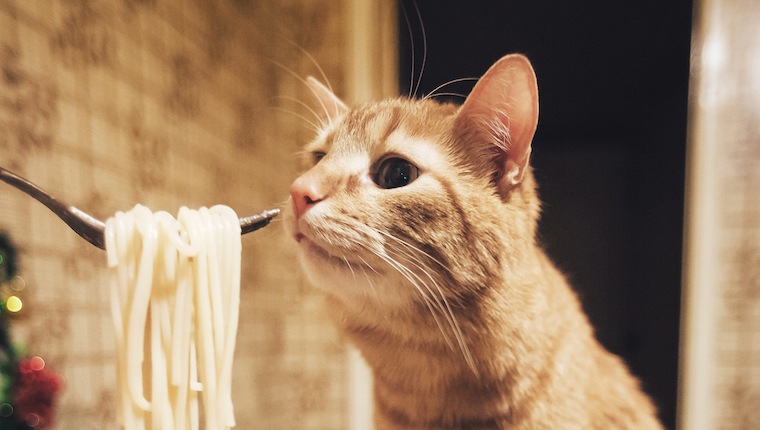 Can Cats Eat Pasta? Is Pasta Safe For Cats? - CatTime
