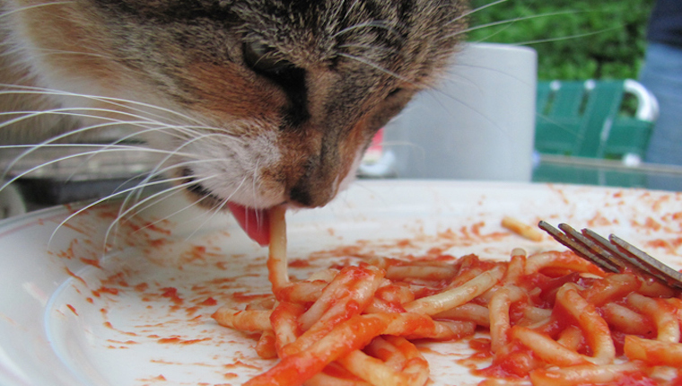 Can Cats Eat Pasta? Is Pasta Safe For Cats? - CatTime