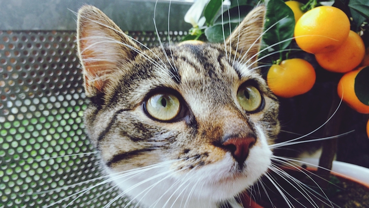 Can Cats Eat Oranges? Are Oranges Safe For Cats? - CatTime