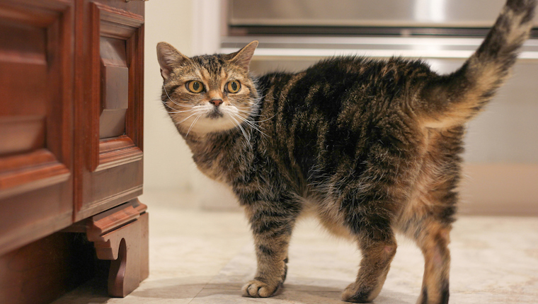 How To Tell If Your Cat Is Losing Their Hearing - CatTime