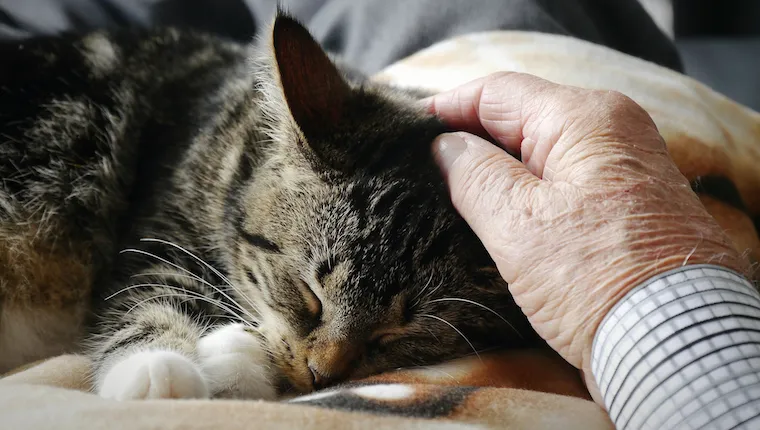 How To Tell If Your Cat Is Losing Their Hearing - CatTime