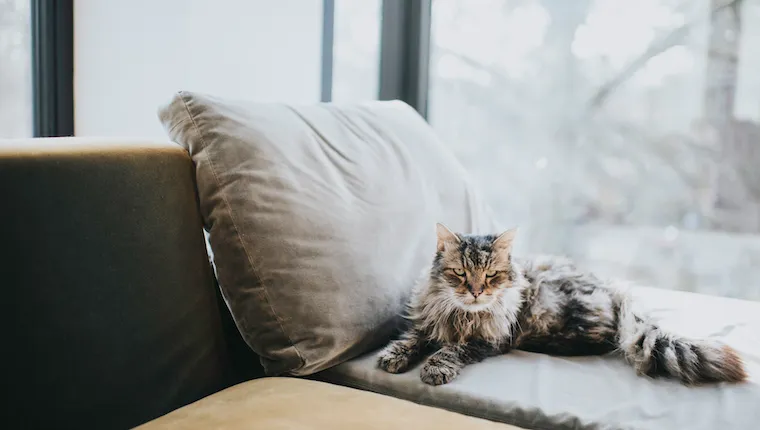 How To Tell If Your Cat Is Losing Their Hearing - CatTime