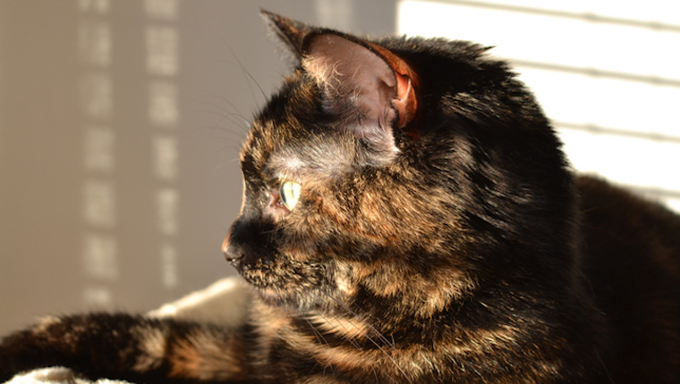 How To Tell If Your Cat Is Going Blind - CatTime