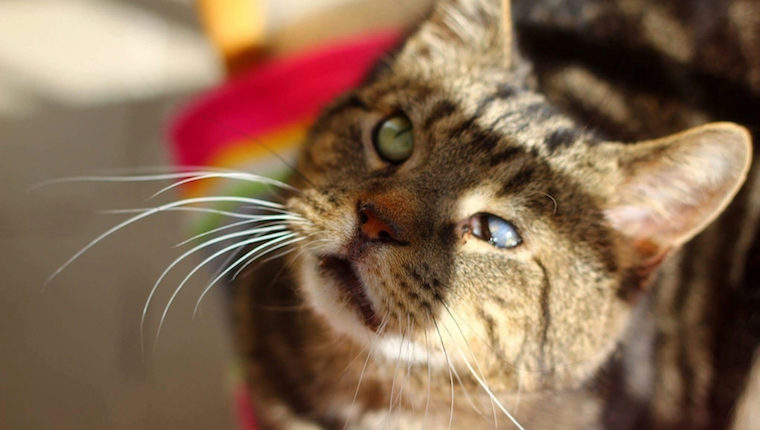 How To Tell If Your Cat Is Going Blind - CatTime