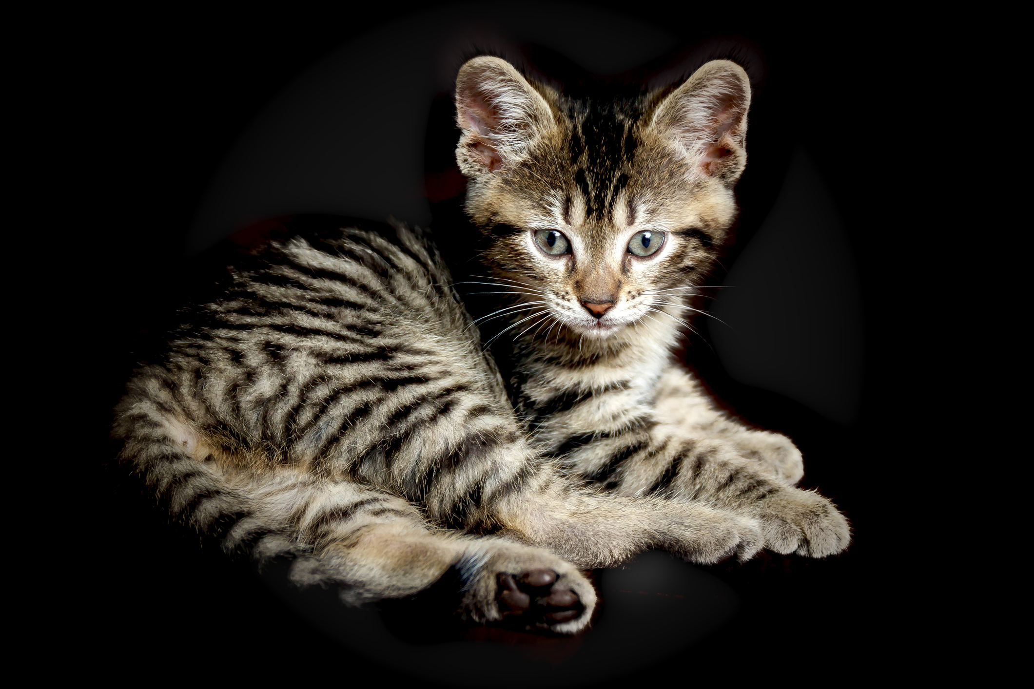 Toyger Cat Breed Information & Characteristics