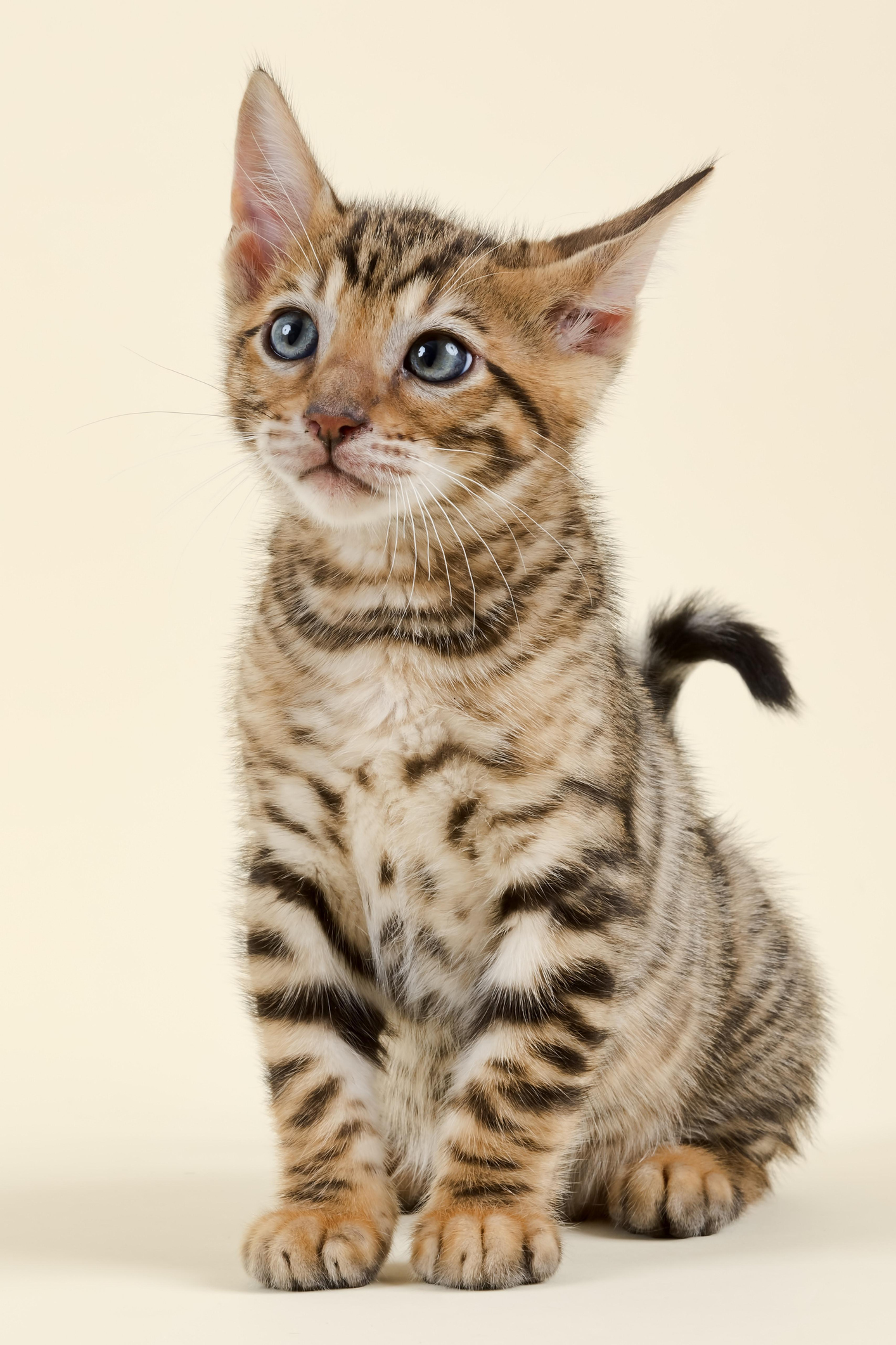 Toyger Cat Breed Information & Characteristics