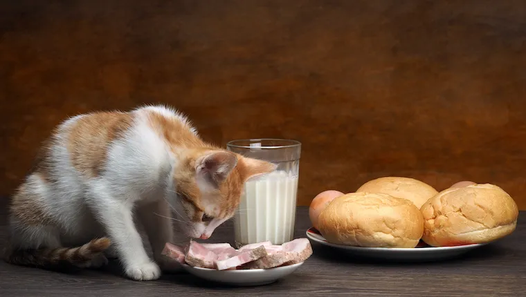 Can Cats Eat Ham? Is Ham Safe For Cats? - CatTime