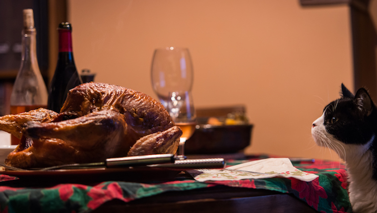 Can Cats Eat Turkey? Is Turkey Safe For Cats? - CatTime