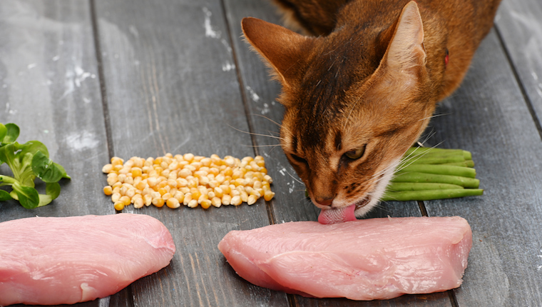 Can Cats Eat Turkey? Is Turkey Safe For Cats? - CatTime