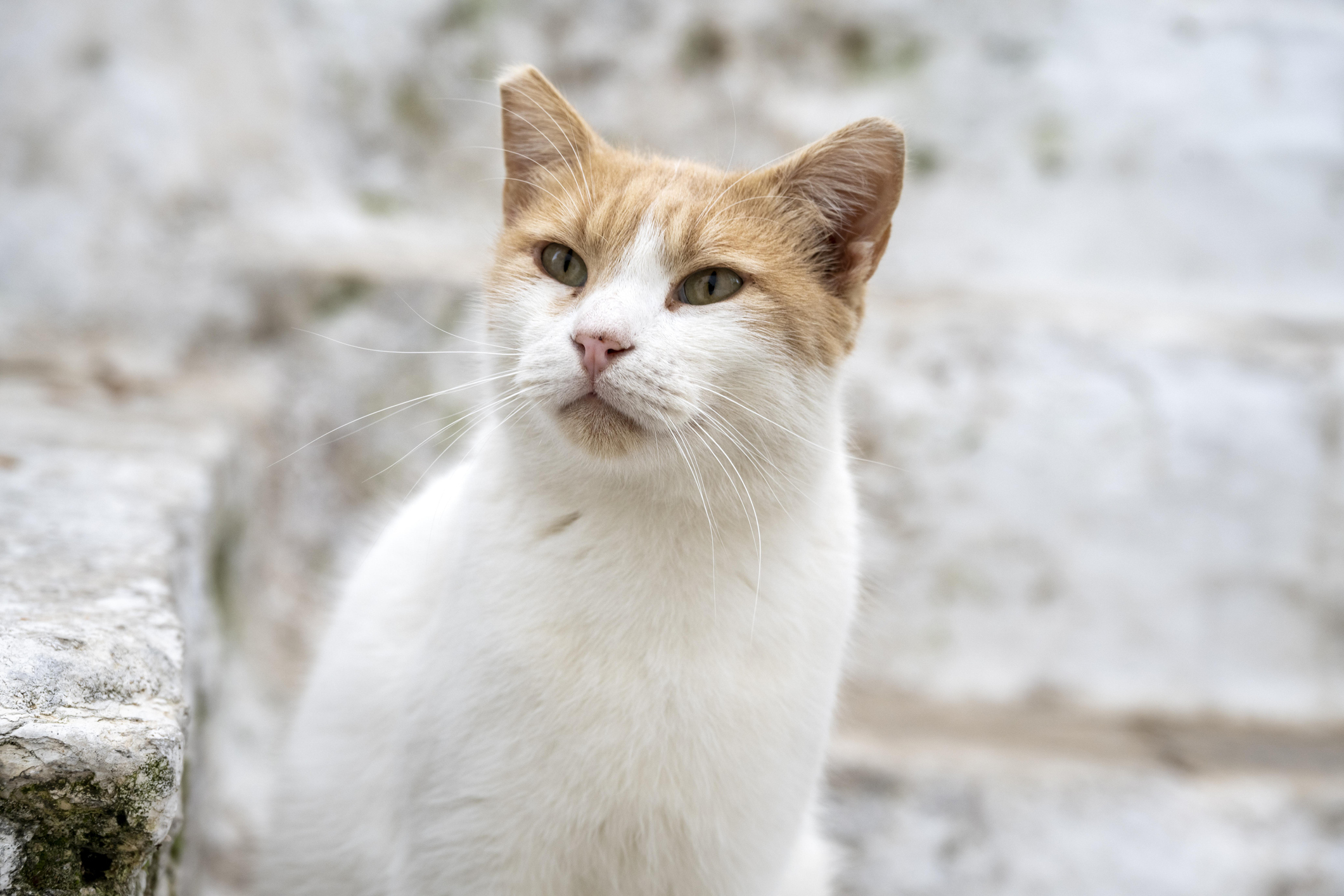 Aegean Cat Breed Information & Characteristics