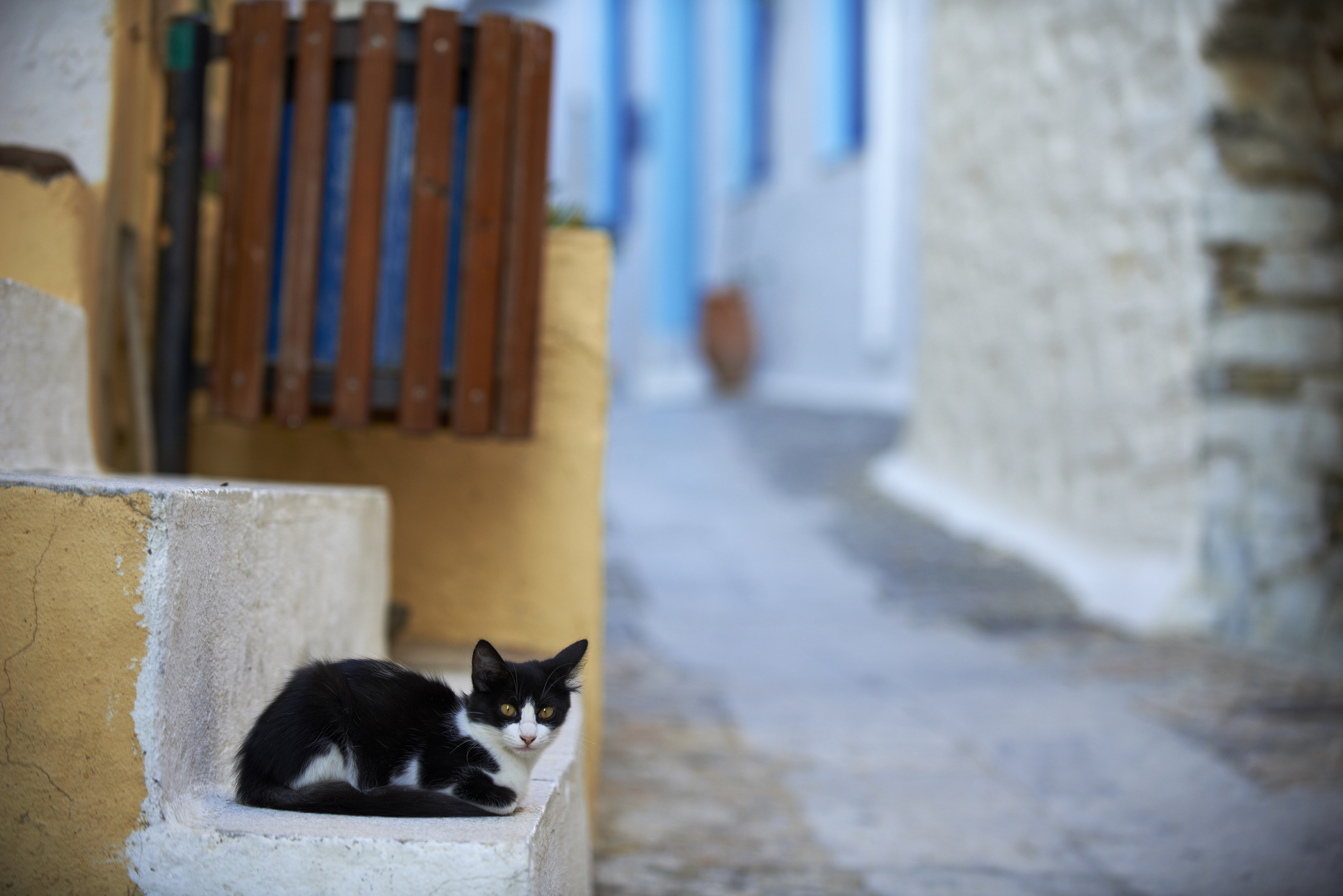 Aegean Cat Breed Information & Characteristics