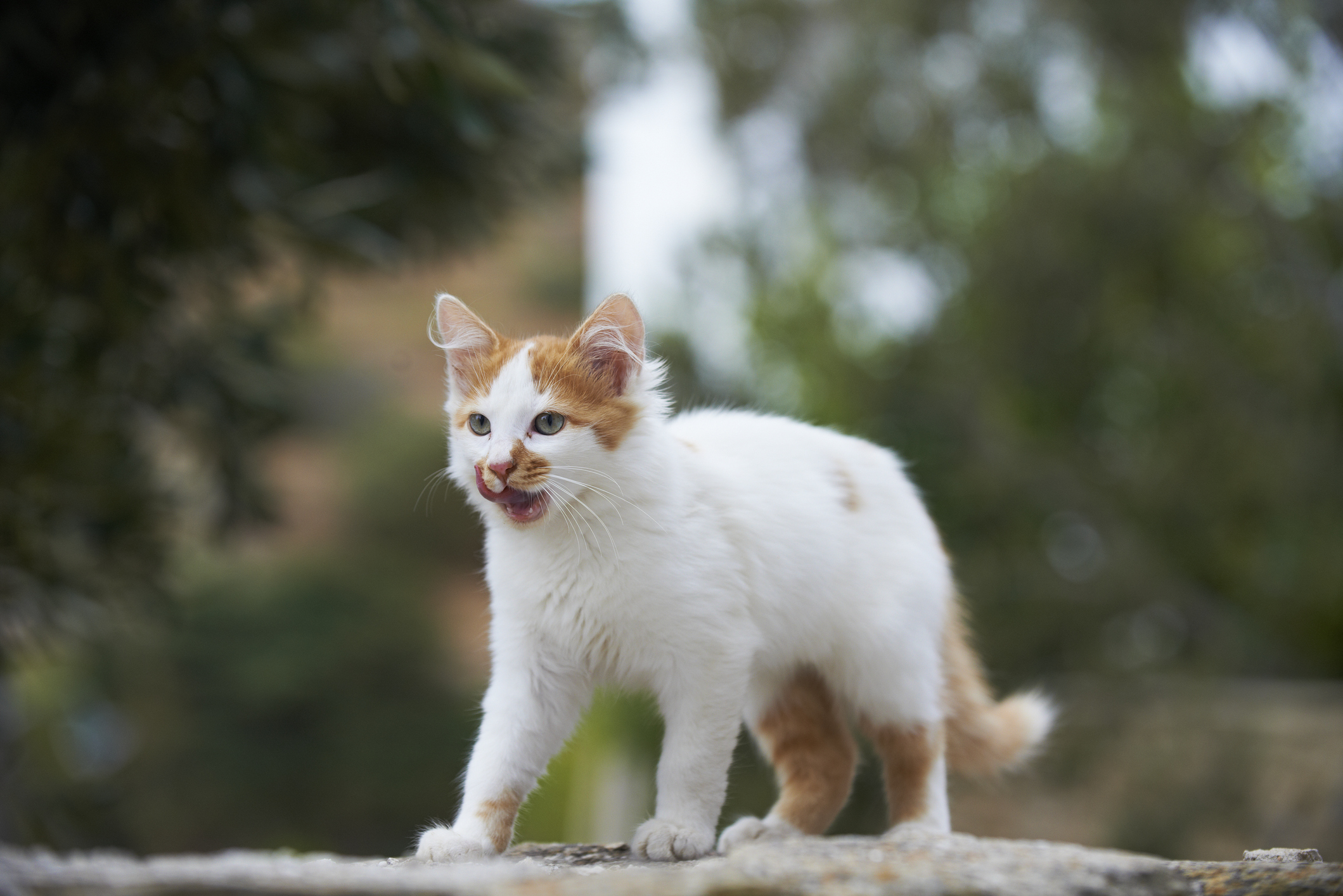 Aegean Cat Breed Information & Characteristics