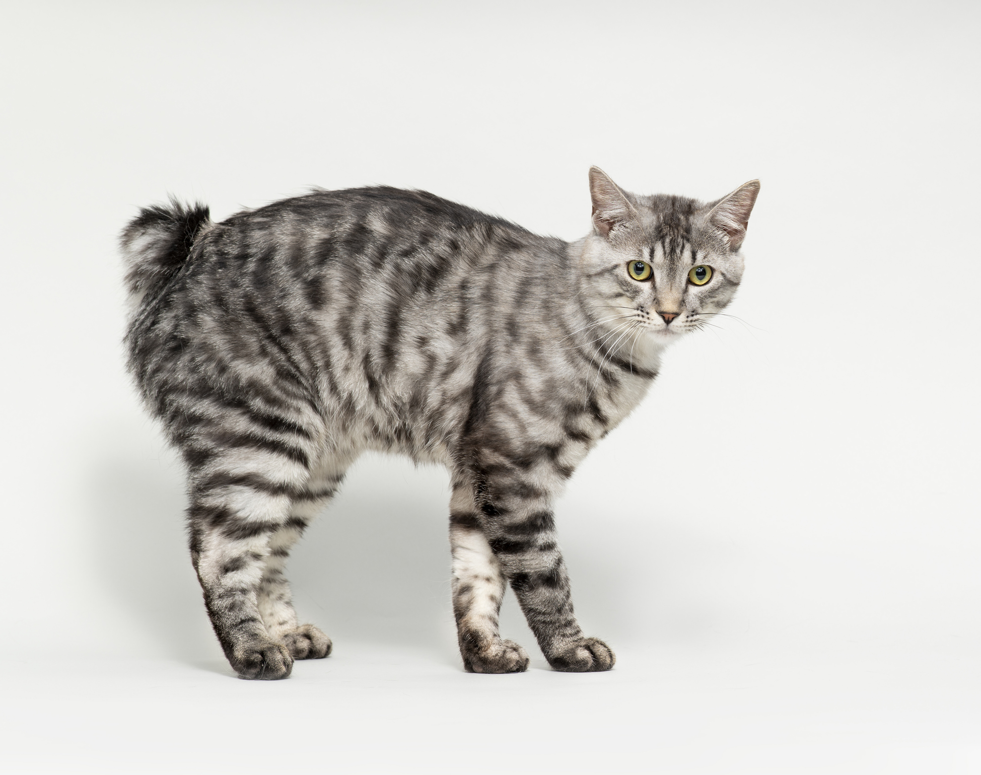Kurilian Bobtail Cat Breed Information & Characteristics