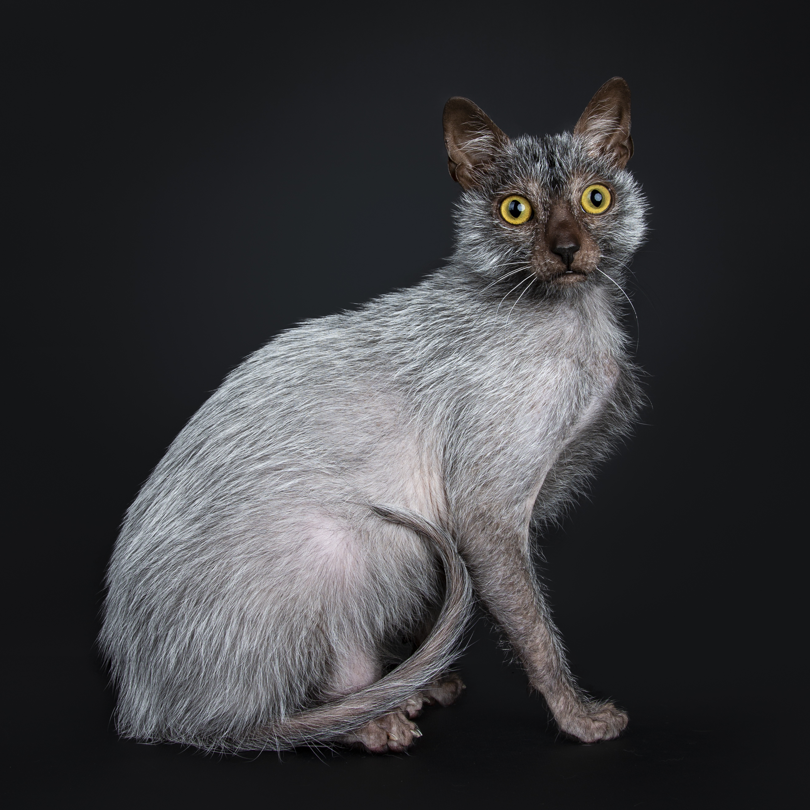 Lykoi Cat Breed Information & Characteristics