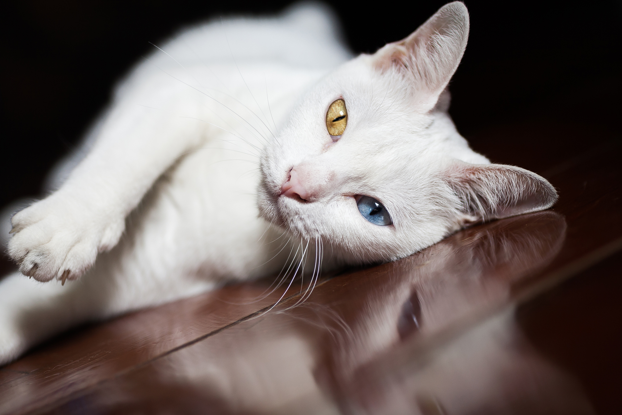 Khao Manee Cat Breed Information & Characteristics