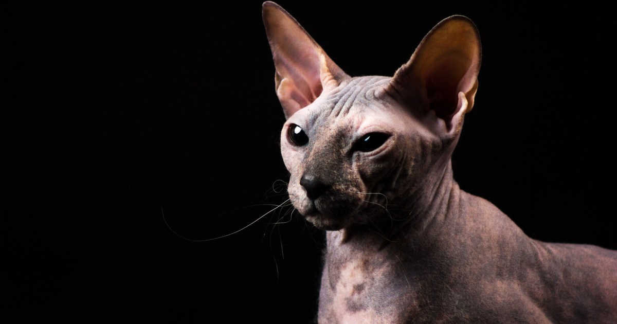 Donskoy Cat Breed Information & Characteristics