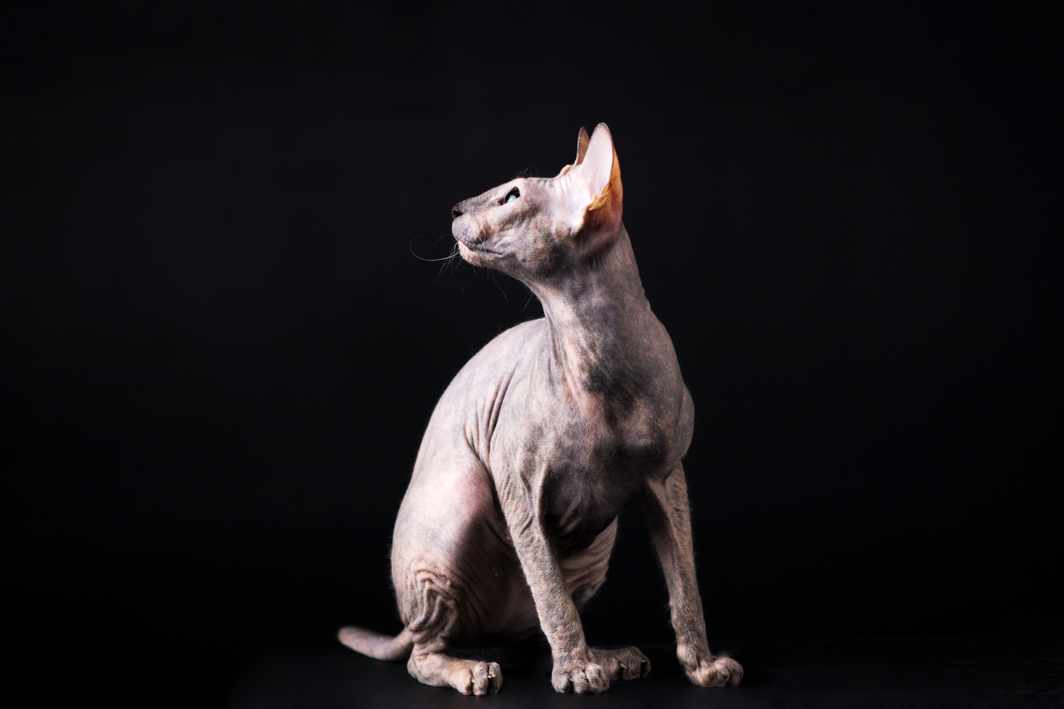 Donskoy Cat Breed Information & Characteristics