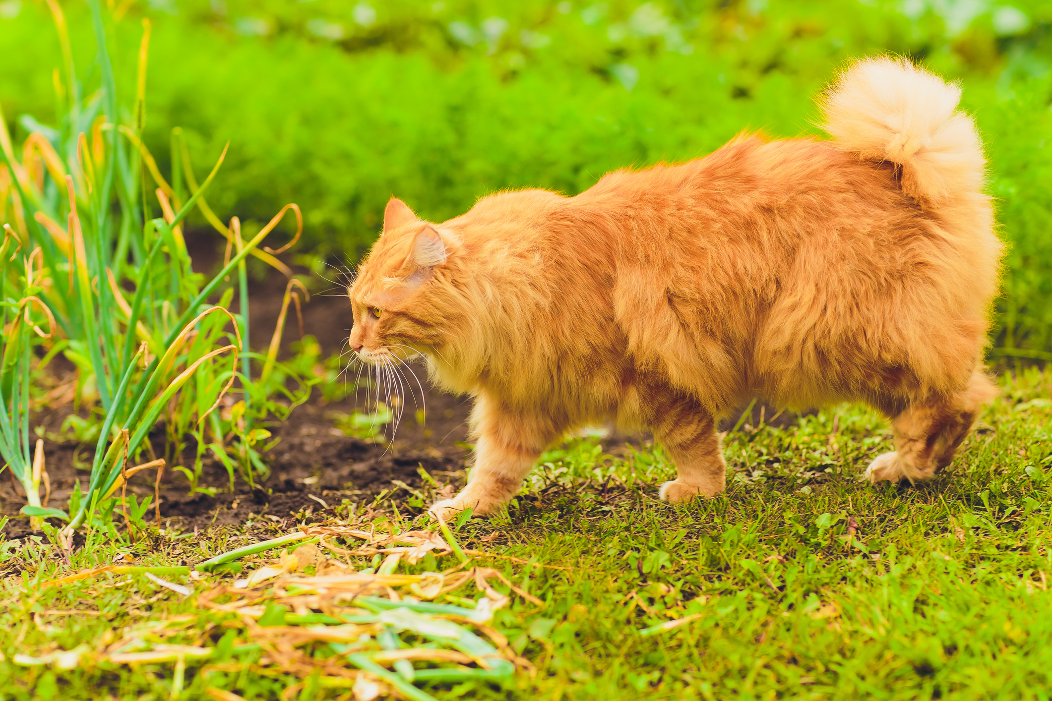 Kurilian Bobtail Cat Breed Information & Characteristics