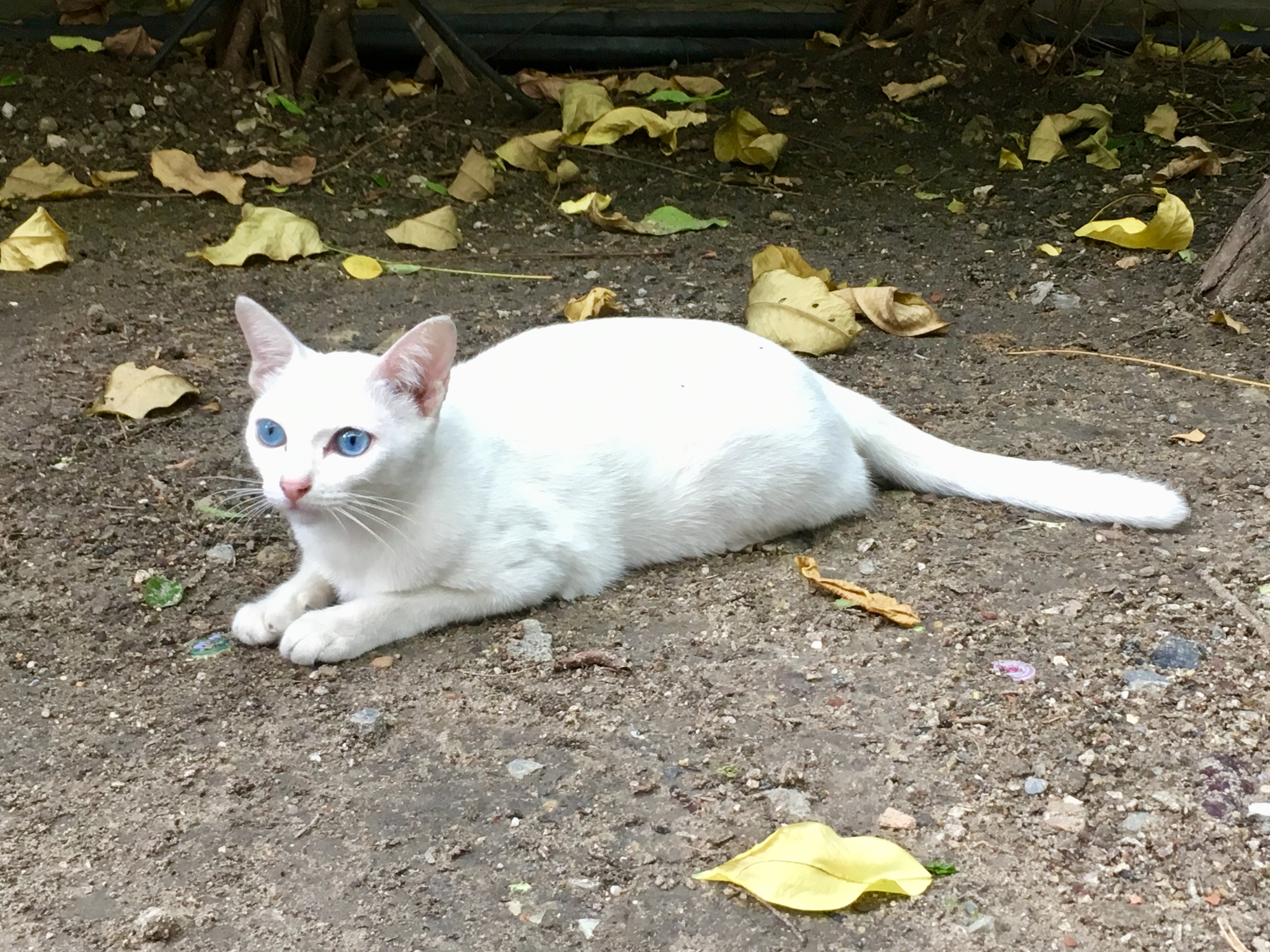 Khao Manee Cat Breed Information & Characteristics