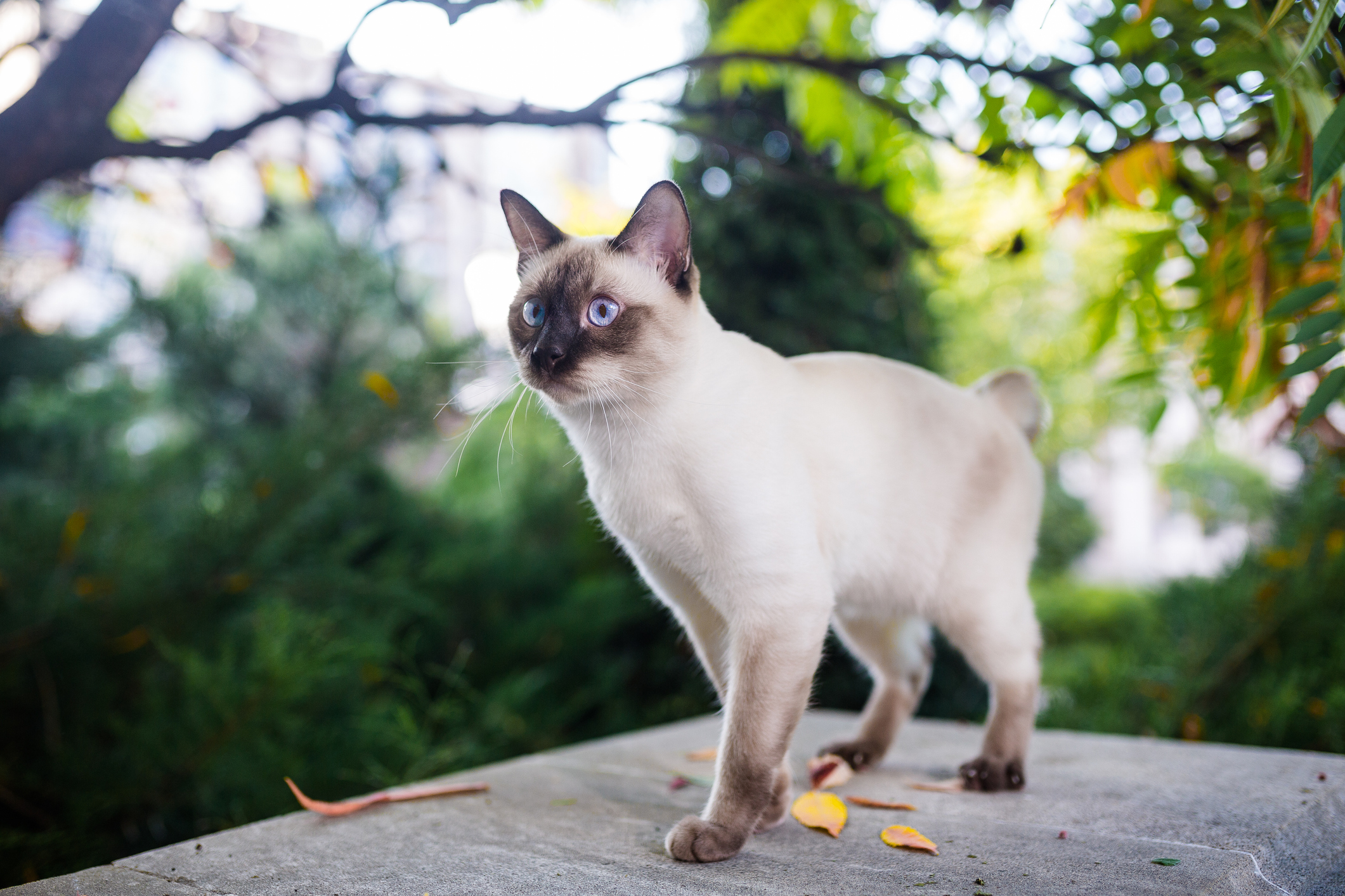 Mekong Bobtail Cat Breed Information & Characteristics