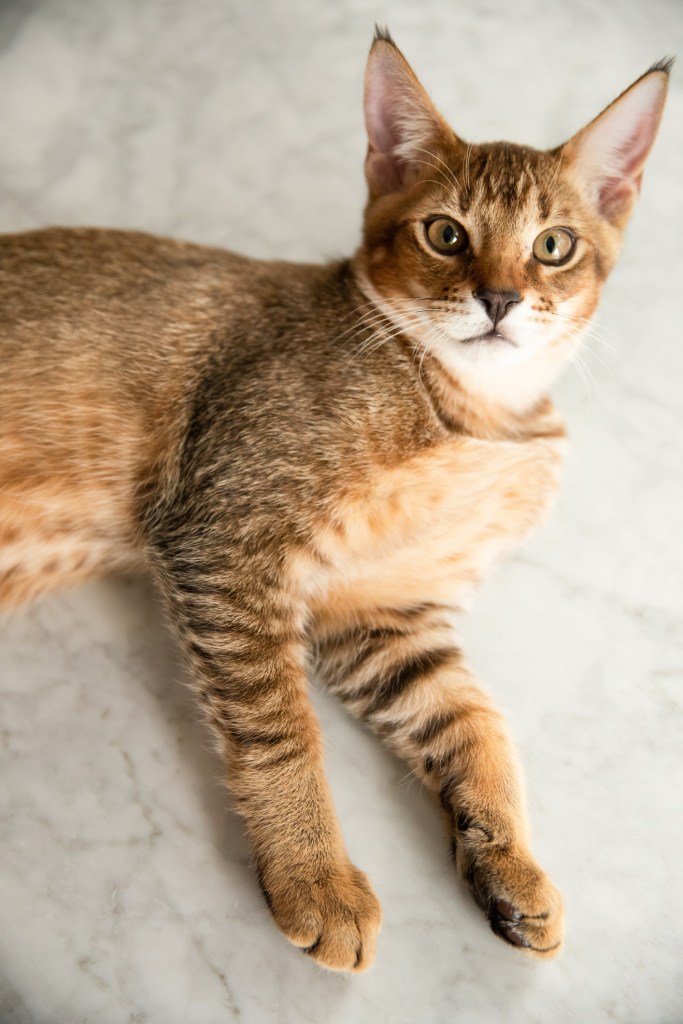 Chausie Mixed Cat Breed Information & Characteristics
