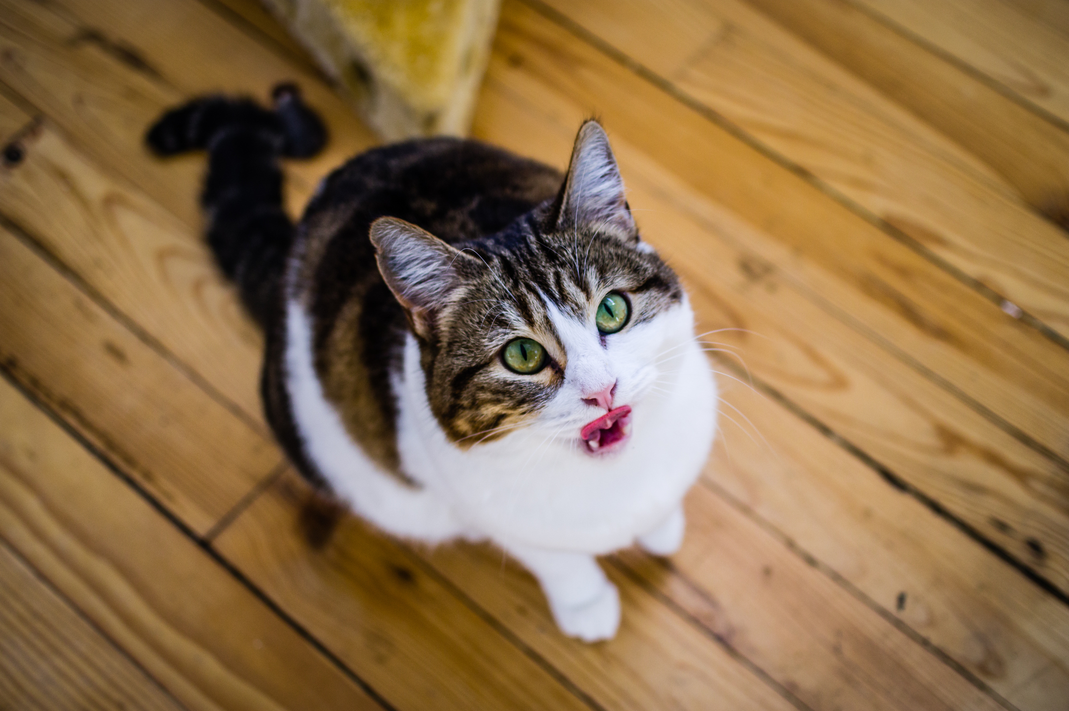 European Shorthair Cat Breed Information & Characteristics