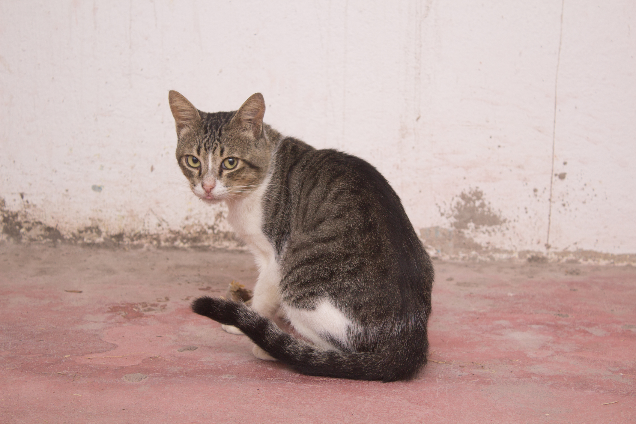 Brazilian Shorthair Cat Breed Information & Characteristics